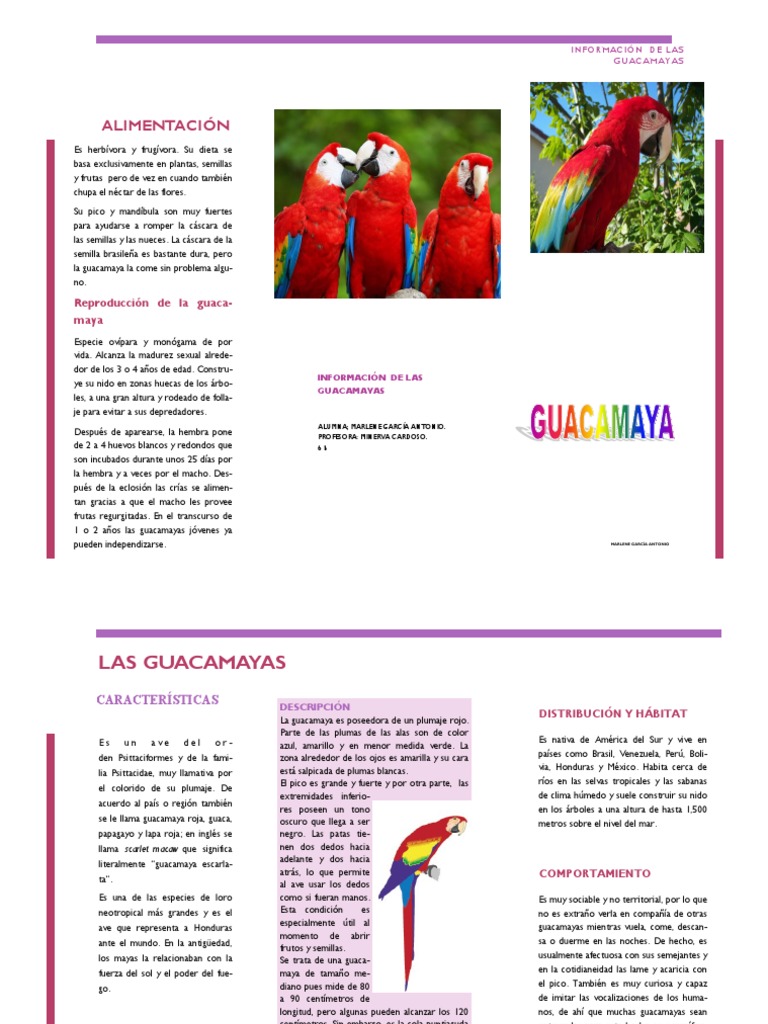 GUACAMAYA | PDF | Loro | Aves