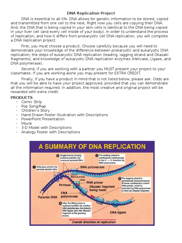 DNA Replication Project | PDF | Dna Replication | Dna