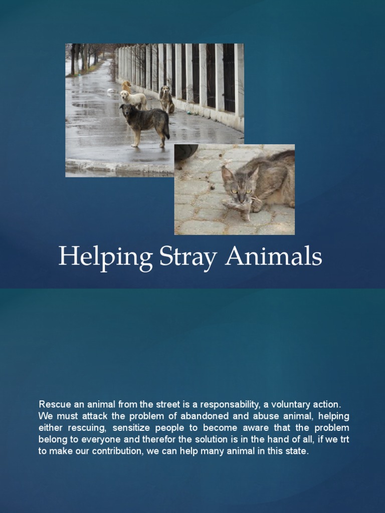 Helping Stray Animals | PDF | Social Science | Self-Improvement