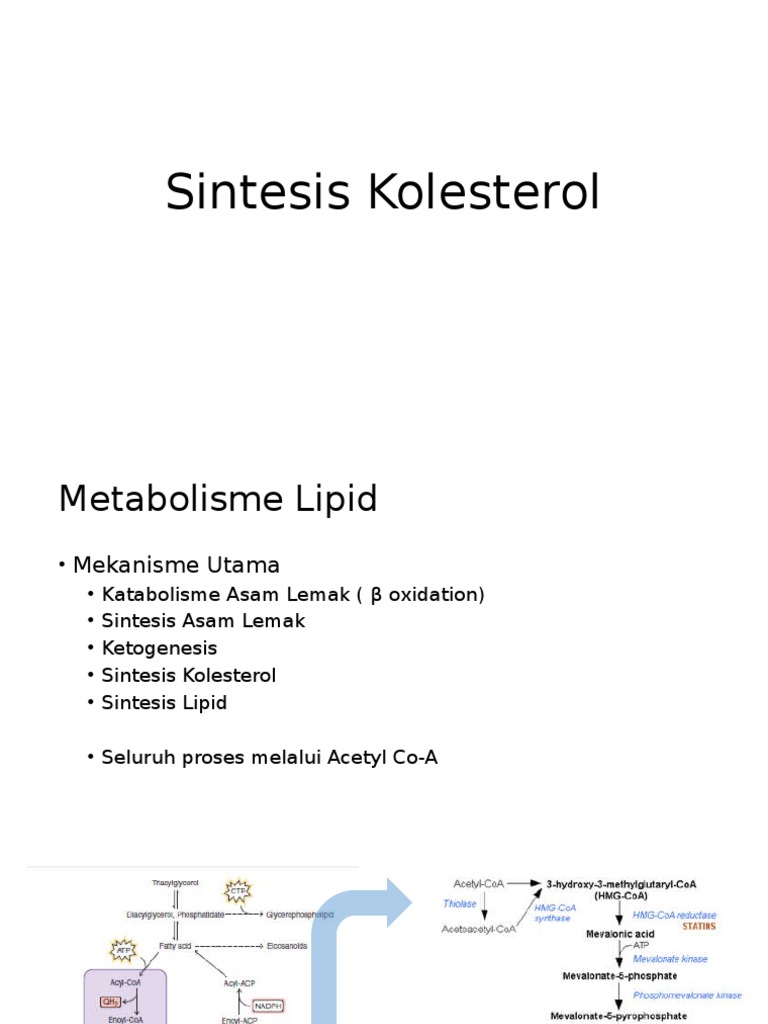 Sintesis Kolesterol Dan Atherosklerosis | PDF