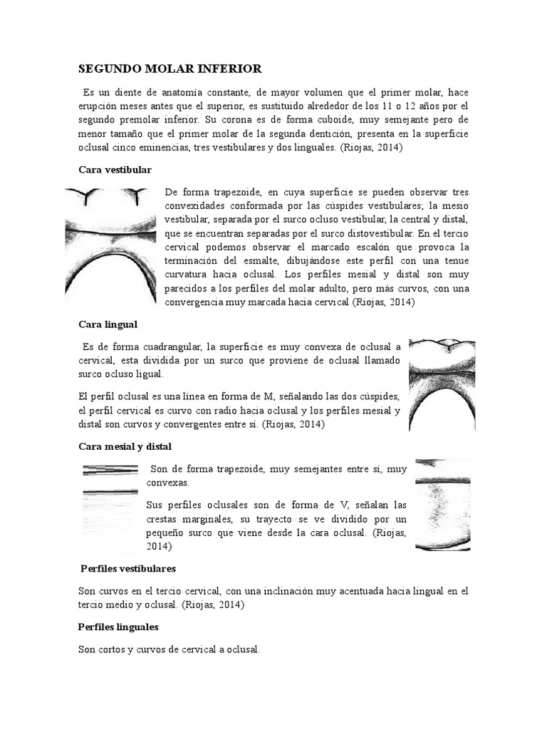Segundo Molar Inferior | Descargar gratis PDF | Diente | Anatomia dental