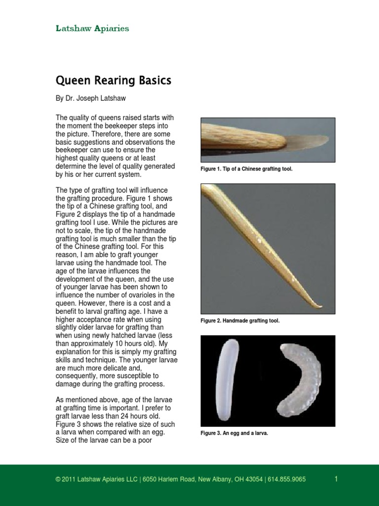 Queen Rearing Basics | PDF | Beekeeping | Bees