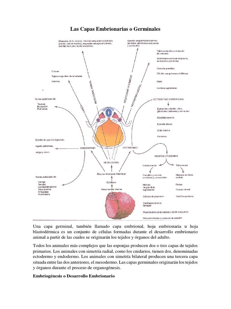 Las Capas Embrionarias o Germinales | PDF | Zoología | Biología del ...