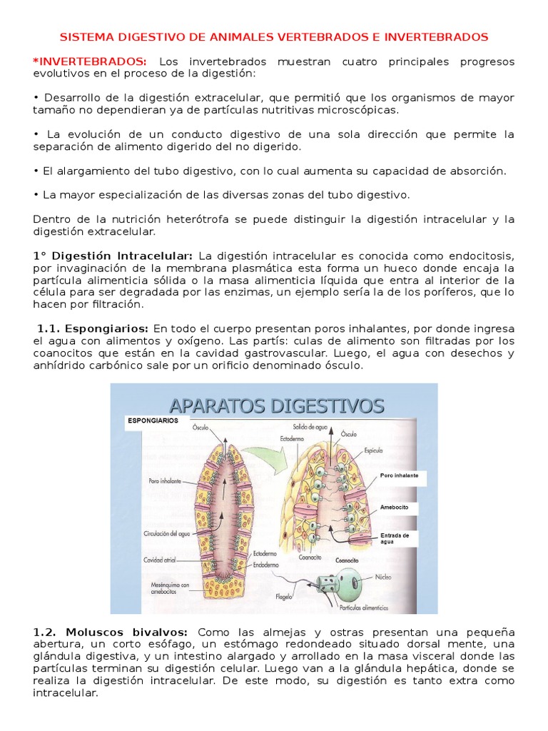 Sistema Digestivo de Animales Vertebrados e Invertebrados | Digestión | Sistema digestivo humano
