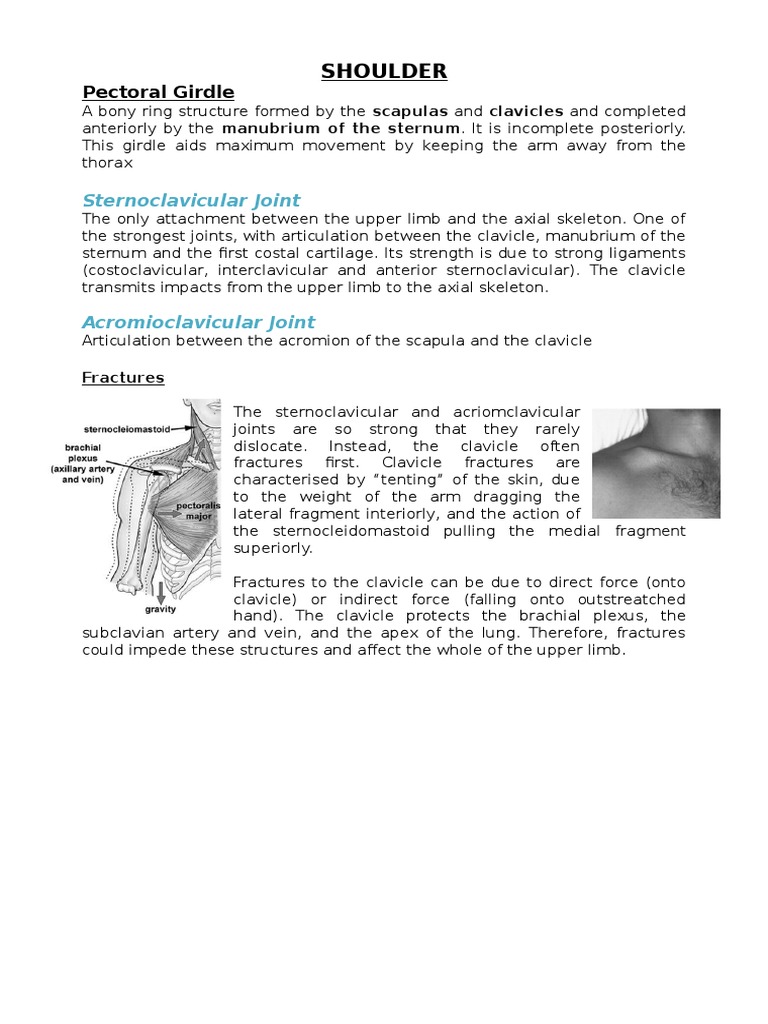 Shoulder: Sternoclavicular Joint | PDF | Shoulder | Limbs (Anatomy)
