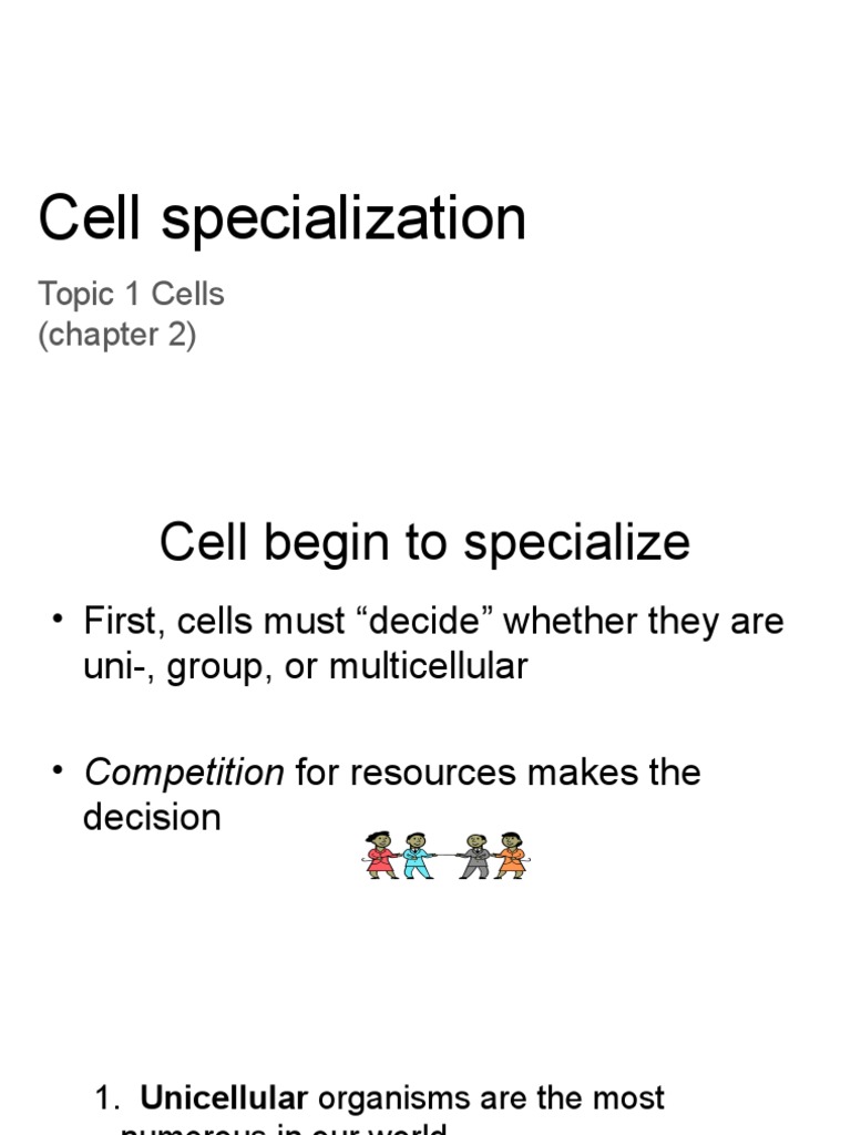 Cell Specialization | PDF | Stem Cell | Cell (Biology)