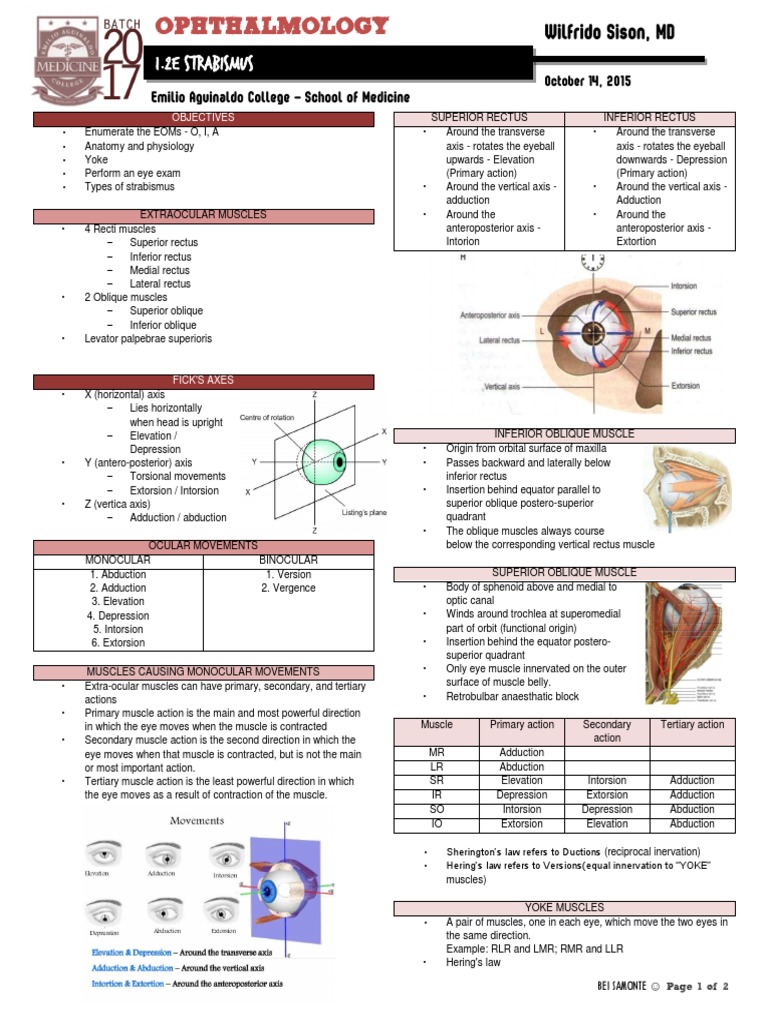 1.2e Strabismus | PDF | Vision | Senses