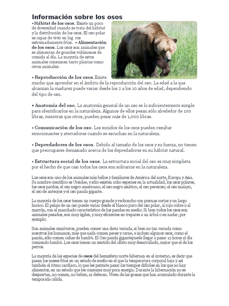 Anatomía De Un Oso Negro