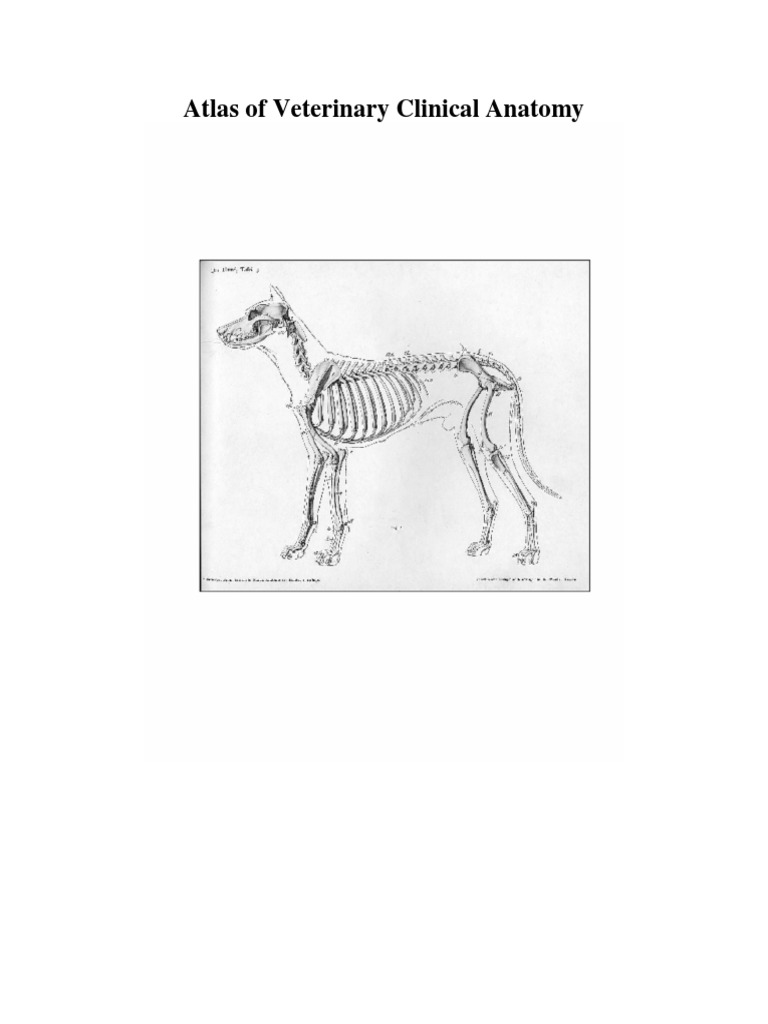 Veterinary Clinical Anatomy Atlas | PDF