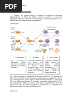 Fases Fisiopatologicas de La Neumonia | PDF | Leucocito | Sangre