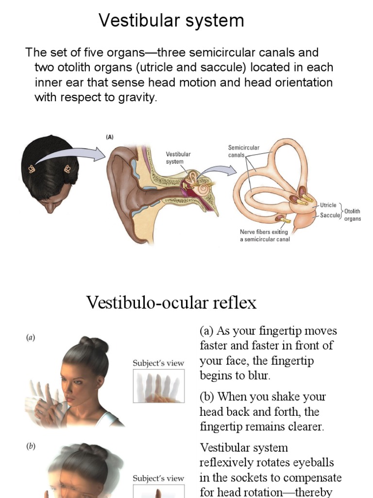 The Vestibular System | PDF | Vestibular System | Senses