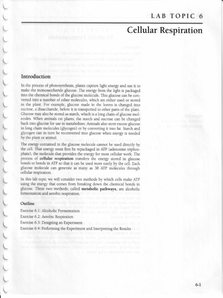 Understanding Cellular Respiration Through Controlled Experiments | PDF ...