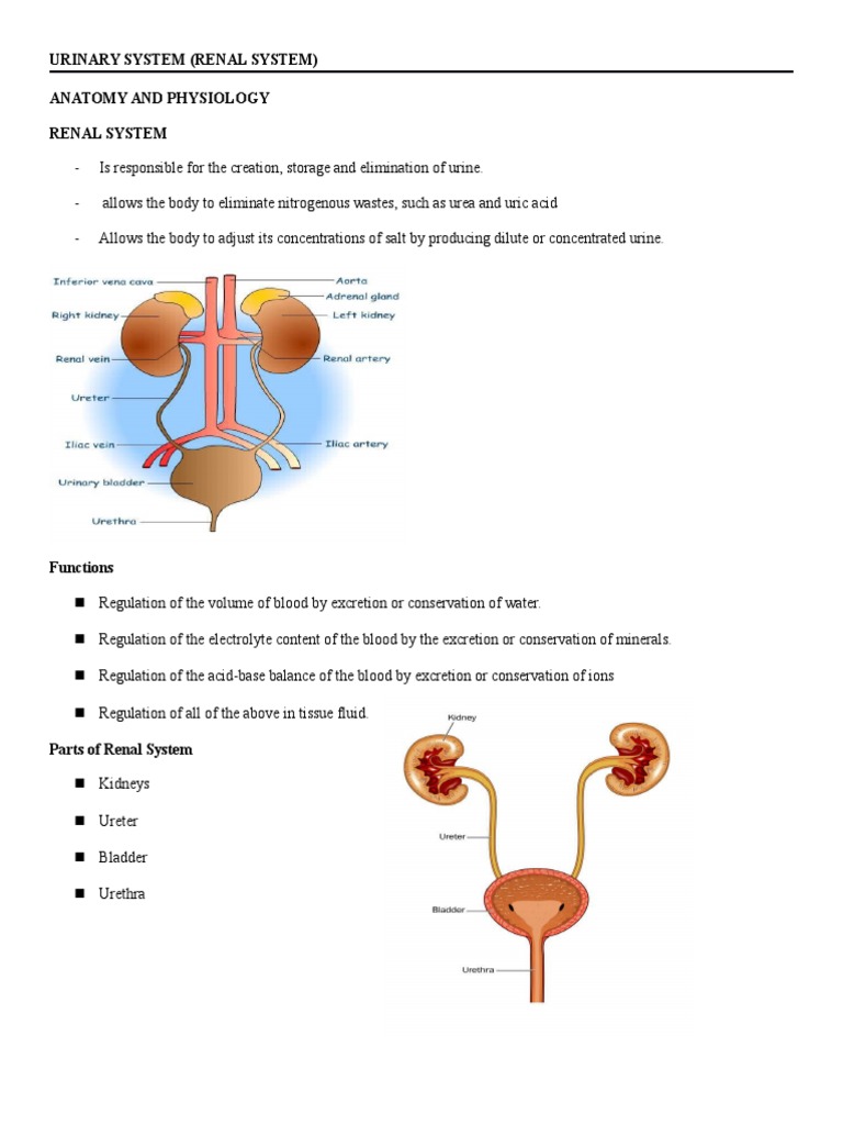 Urinary System (Renal System) Anatomy and Physiology Renal System | PDF ...