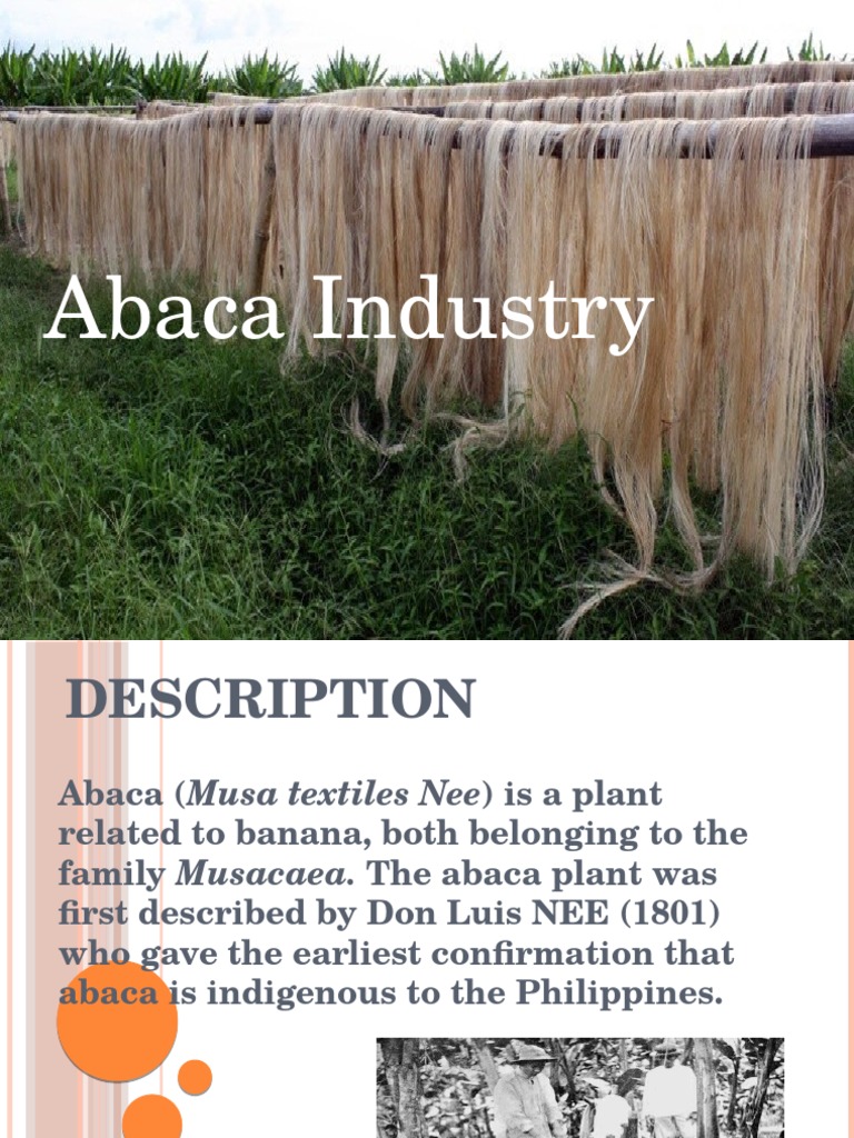 Abacca Industry in The Philippines | PDF