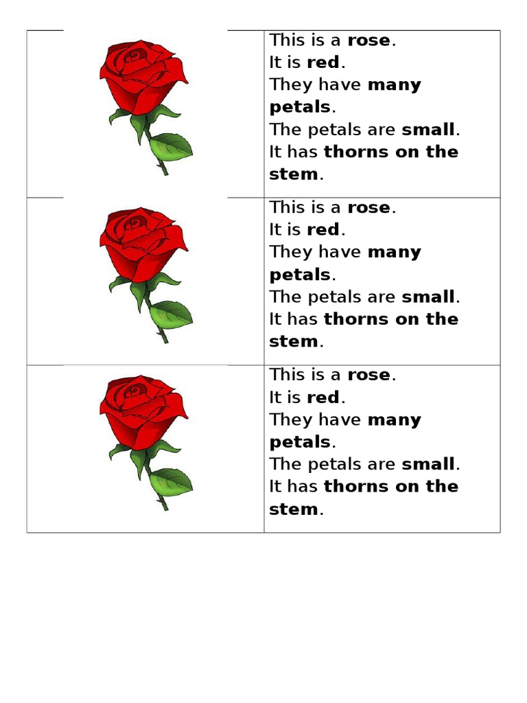 Flower For Reading | PDF | Rose | Petal