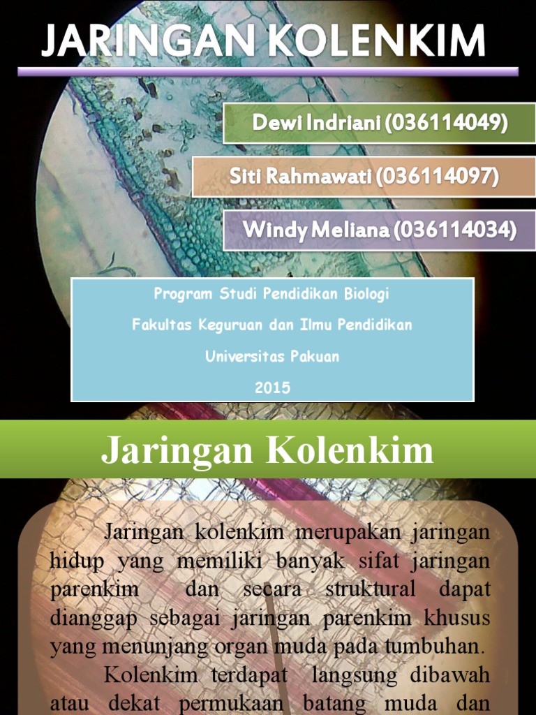 Karakteristik dan Fungsi Jaringan Kolenkim | PDF | Sains & Matematika