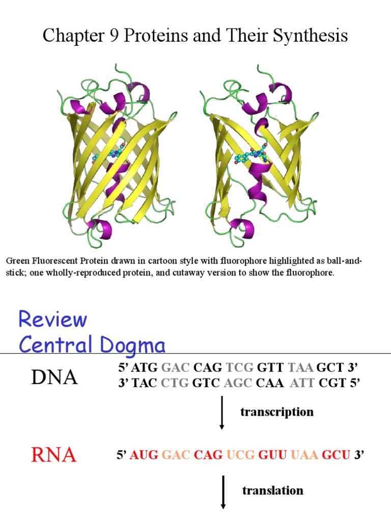 Proteins and Their Synthesis: An In-Depth Look at the Central Dogma in ...
