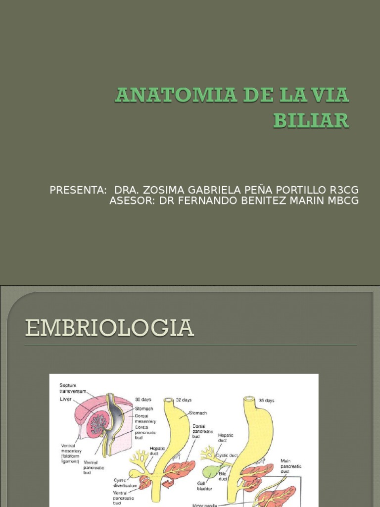 Via Biliar Anatomia | PDF | Hígado | Vesícula biliar