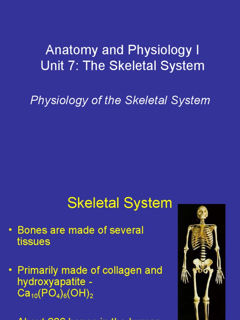 Anatomy Unit 7 - Physiology of The Skeletal System | PDF | Bone | Skeleton