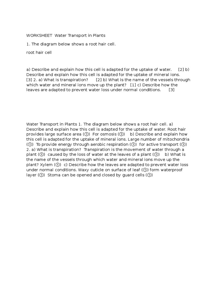 WORKSHEET Water Transport in Plants | PDF