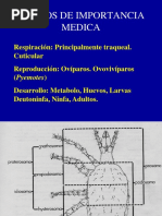 Ácaros del polvo: Dermatophagoides y Euroglyphus | PDF | Alergia
