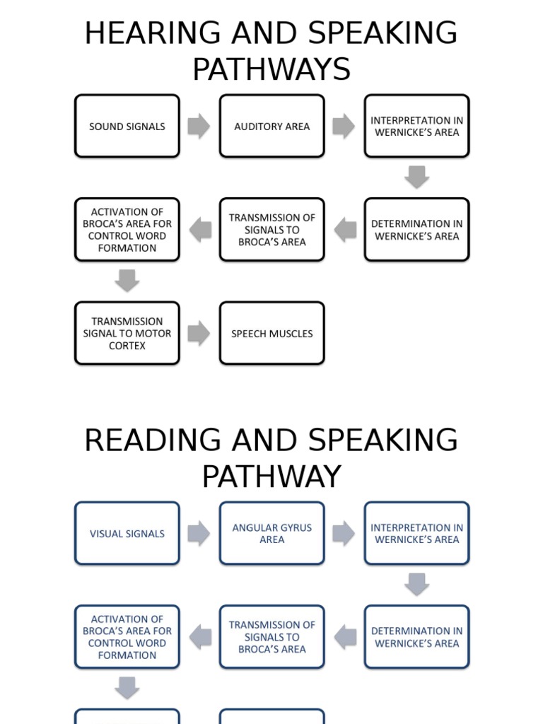 Hearing and Speaking Pathways | PDF
