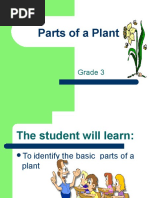 Parts of Plants: Worksheets for Grade 4 | PDF | Plant Stem | Leaf