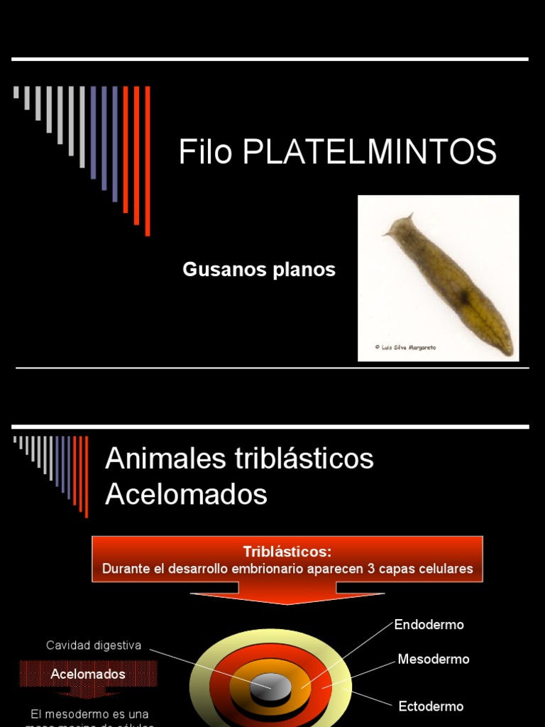 Filo Platelmintos | PDF | Reproducción | Medicina