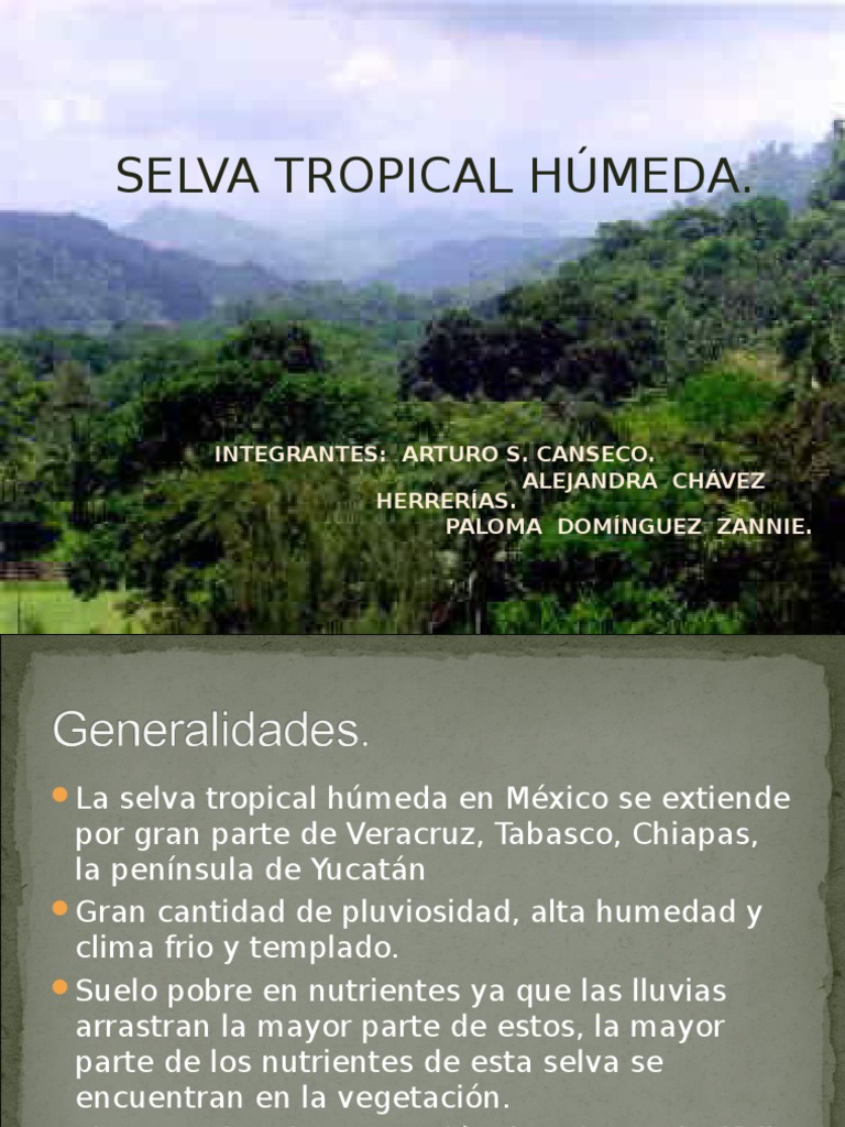 Exposicion Selva Tropical Húmeda | PDF | Selva | Murciélago