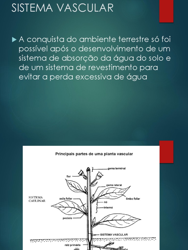 Sistema Vascular Vegetal | PDF | Morfologia vegetal | Fisiologia Vegetal
