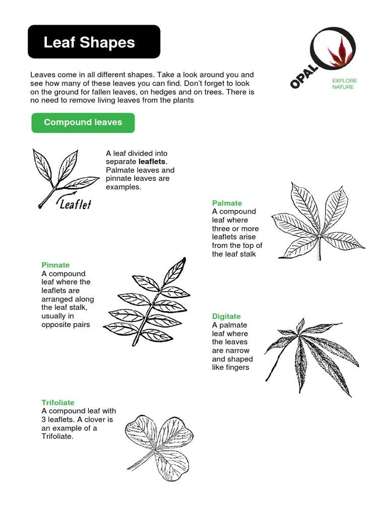 Plant Leaf Shapes | PDF