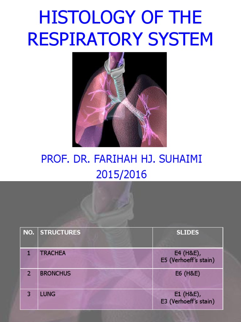 Histology of the Respiratory System 20152016 | Epithelium | Respiratory ...