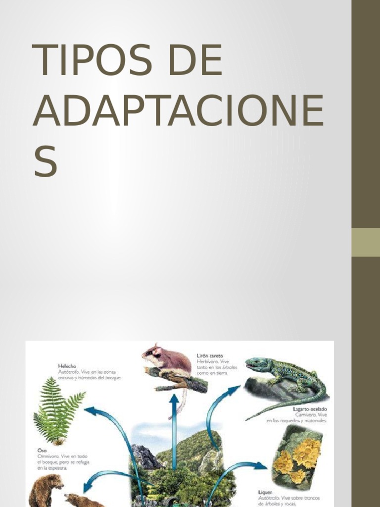 Tipos de Adaptaciones | Mimetismo | Biología