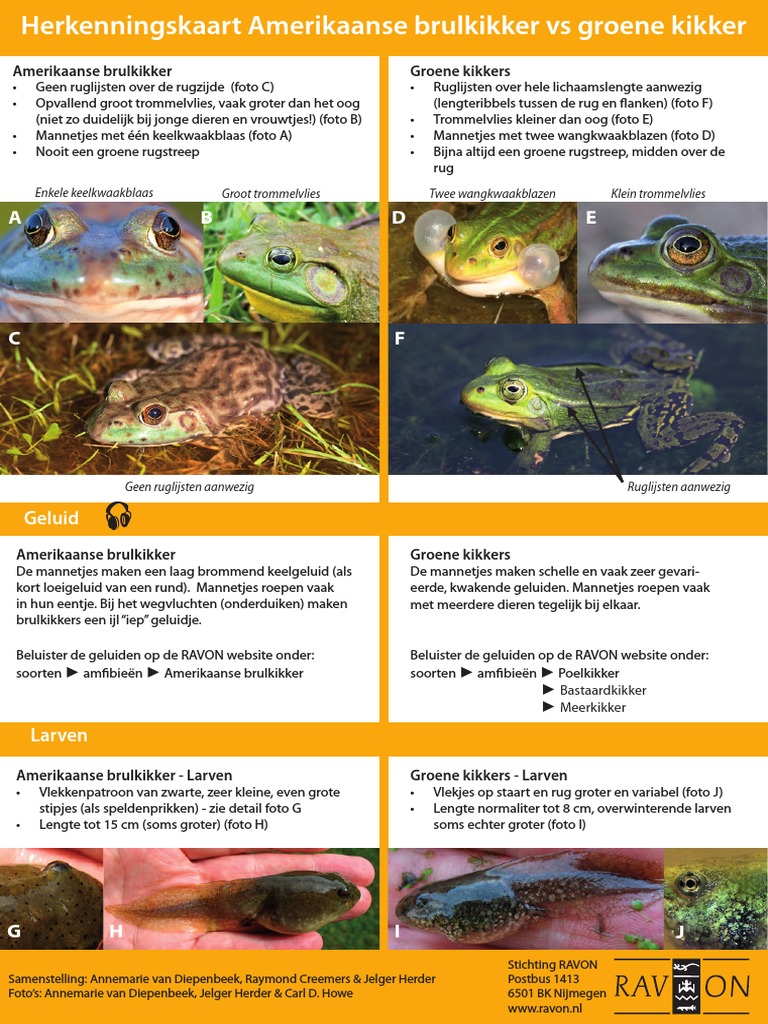 Herkenningskaart Brulkikker | PDF
