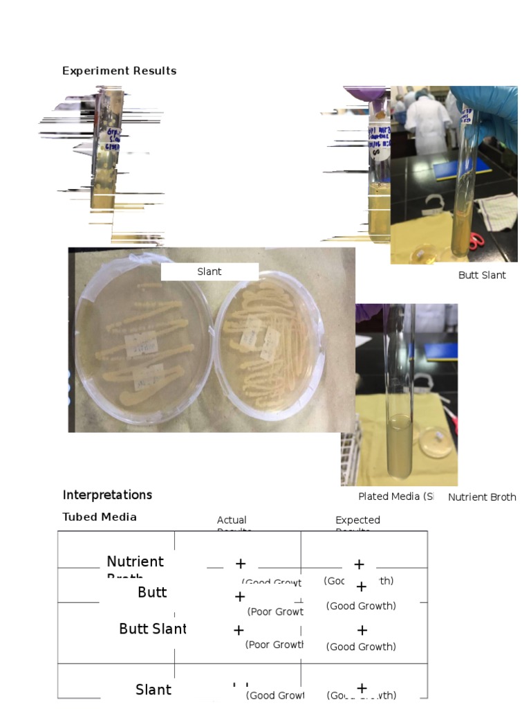 Experiment Results: Nutrient Broth Butt Butt Slant | PDF