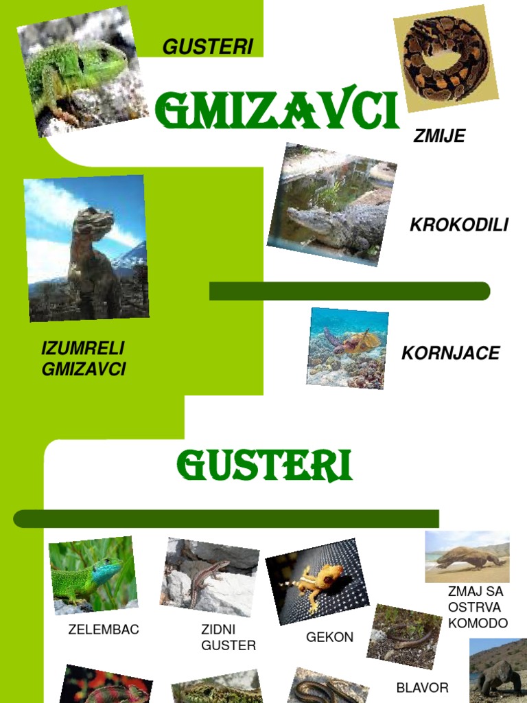 Gmizavci | PDF
