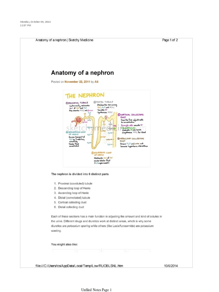 Anatomy of Nephron | PDF