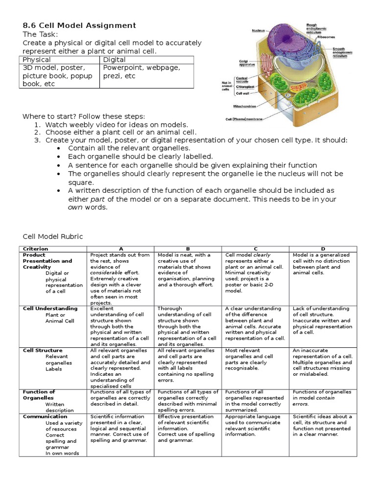 Cell Model Assignment | PDF | 3 D Modeling | Organelle