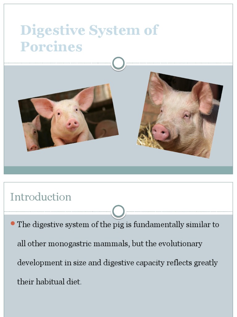 Digestive System of Pig & Horse | Stomach | Human Digestive System