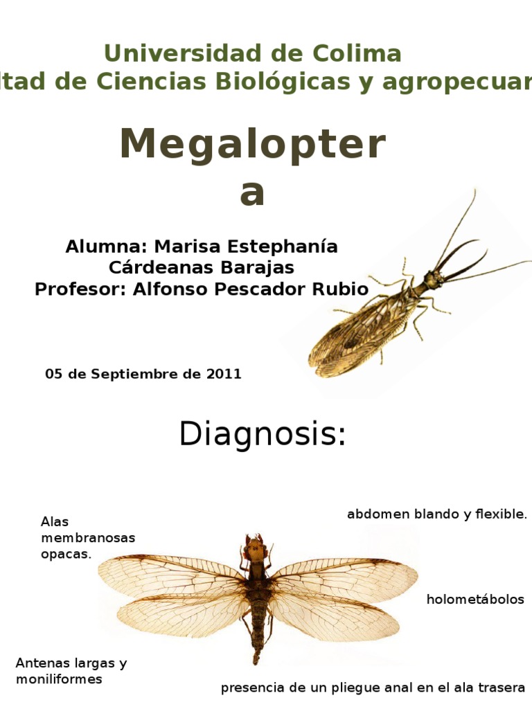 Megaloptera | PDF