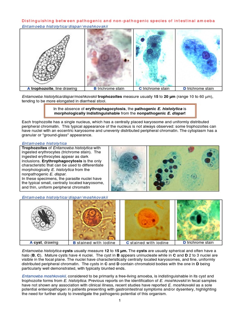Intestinal Amoeba Morphology | PDF | Biology | Nature