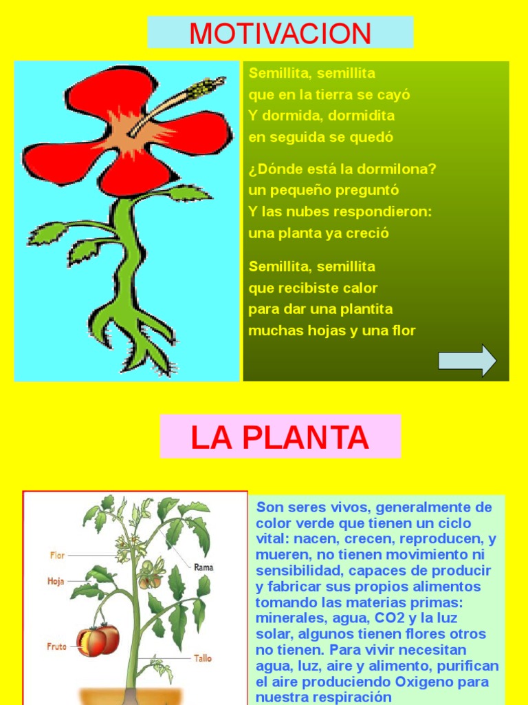 PPT Las Plantas | PDF | Plantas | Fruta