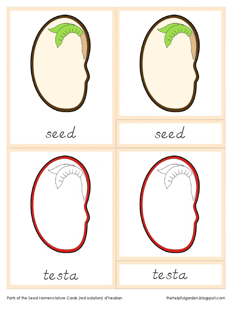 Parts of The Seed Nomenclature Cards | PDF