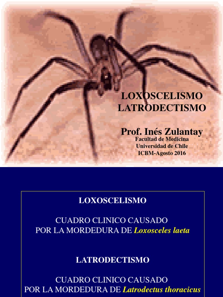 Loxoscelismo y Latrodectismo: Guía Clínica | PDF | Araña ...