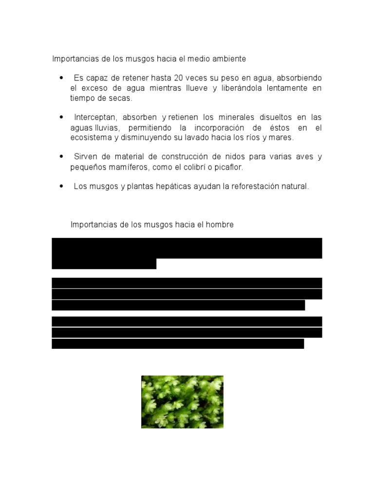 Importancias de Los Musgos Hacia El Medio Ambiente | PDF | Musgo | Plantas
