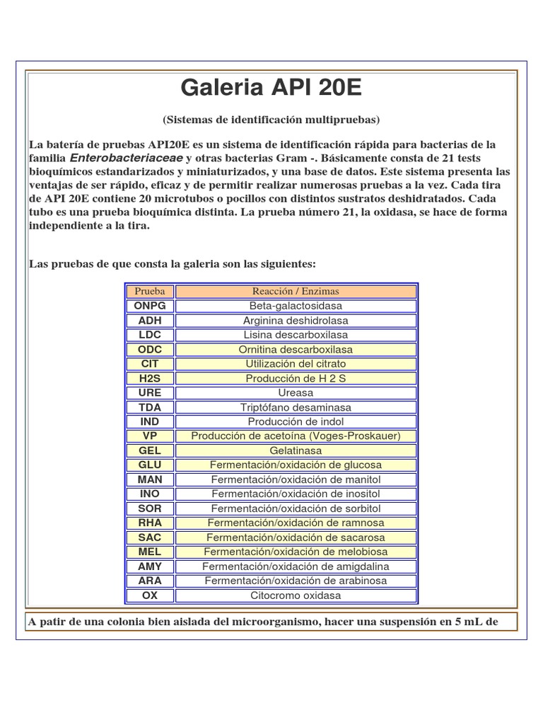 Galeria API 20E | PDF | Salmonela | Amarillo