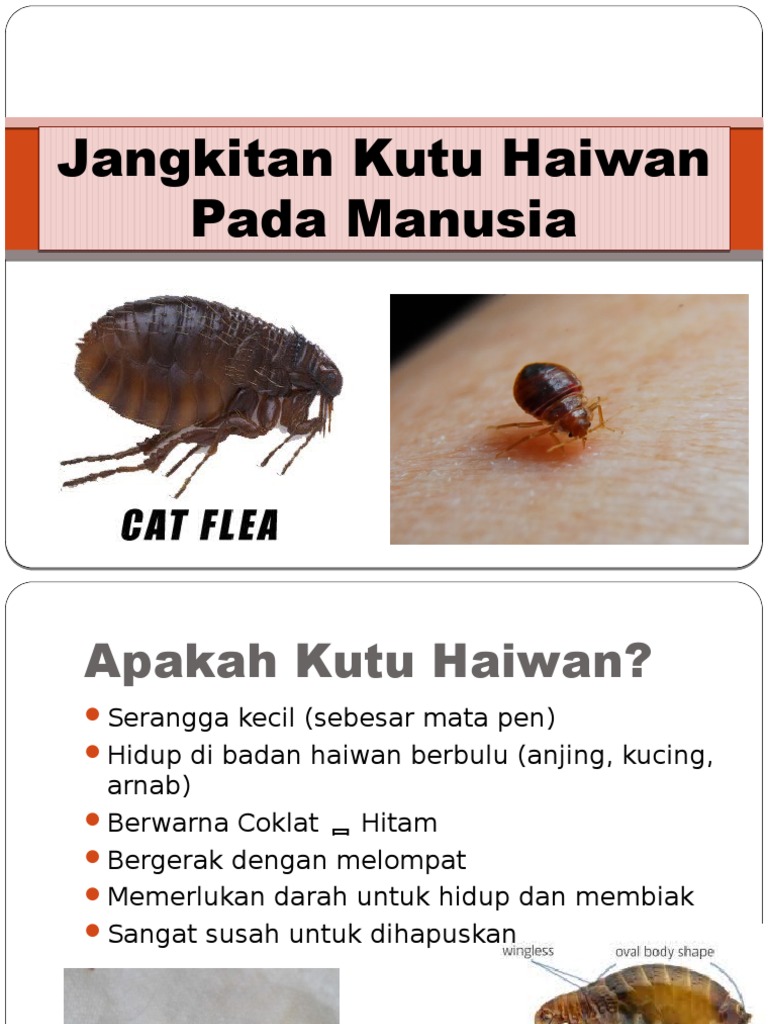 Jangkitan Kutu Haiwan Kepada Manusia