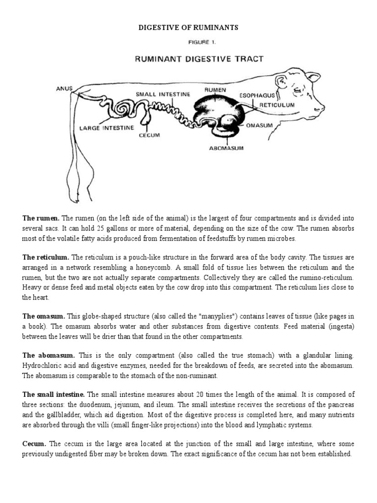 Digestive of Ruminants | PDF | Ruminant | Digestion