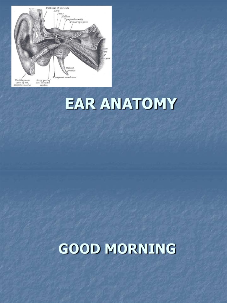 Ear Anatomy | PDF | Ear | Auditory System
