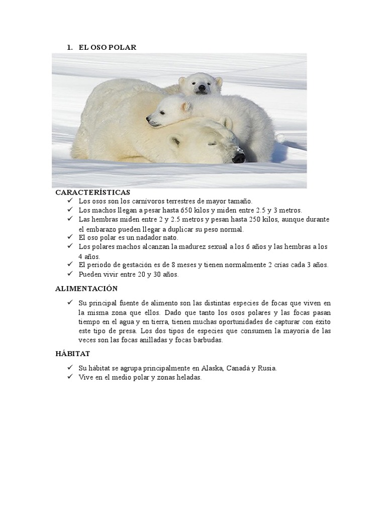 El Oso Polar | PDF | Conservación | Naturaleza